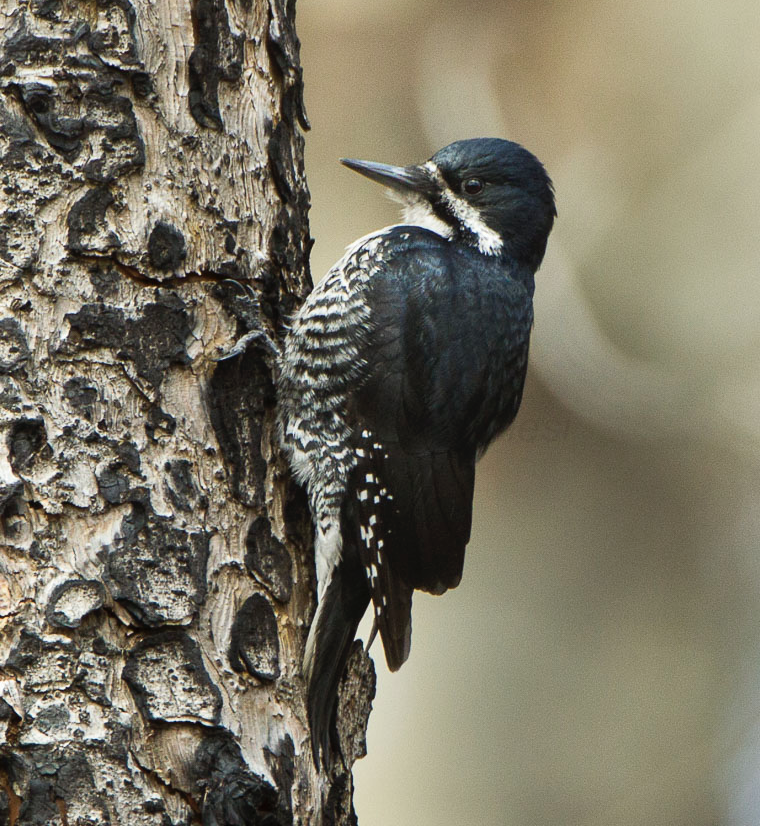 If Forests Could Speak. by Jennifer Normoyle | by Denise T | Stop ...