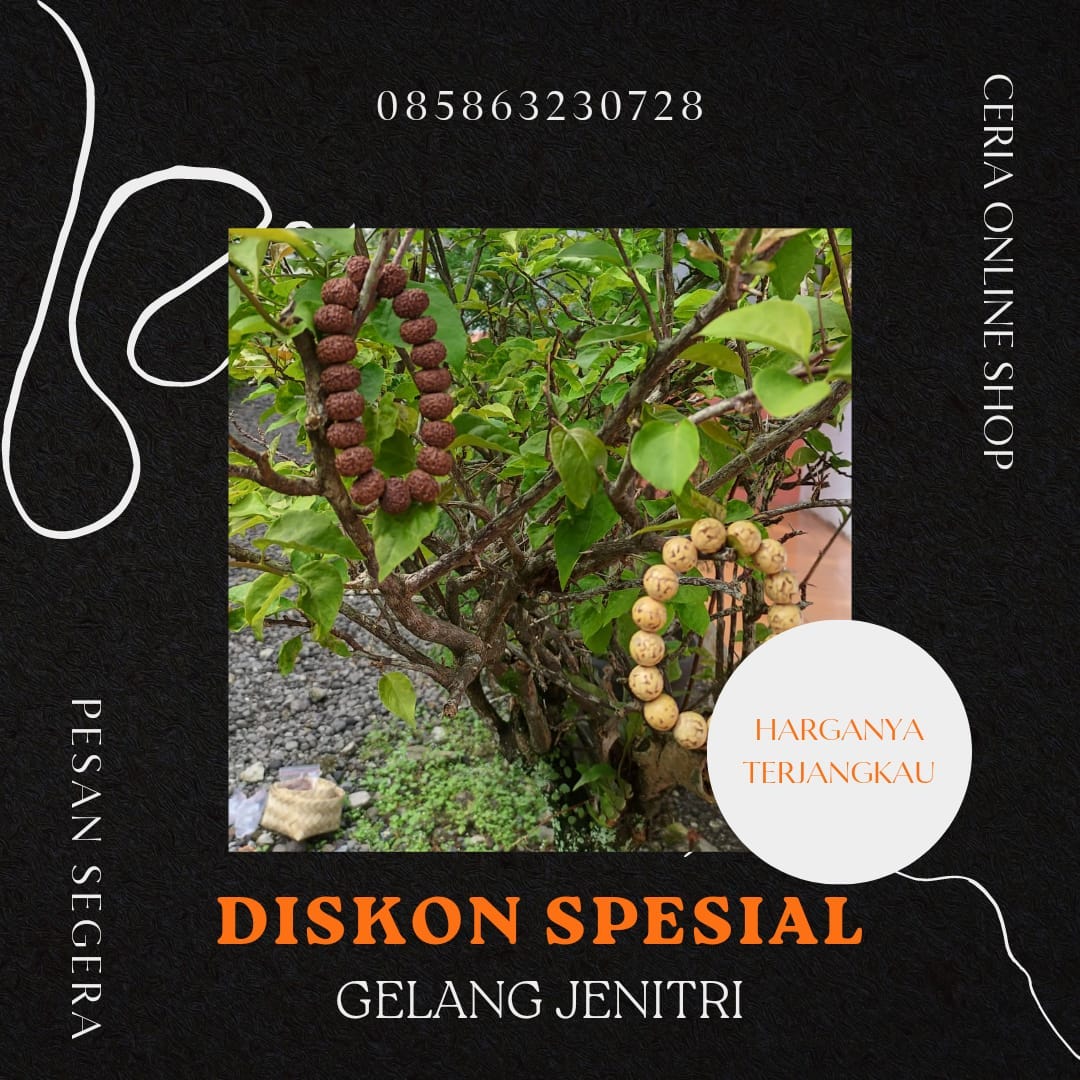 TERVIRAL!!!, Jual Jenitri Lokal, HP/WA : 0858–6323–0728 | by ...