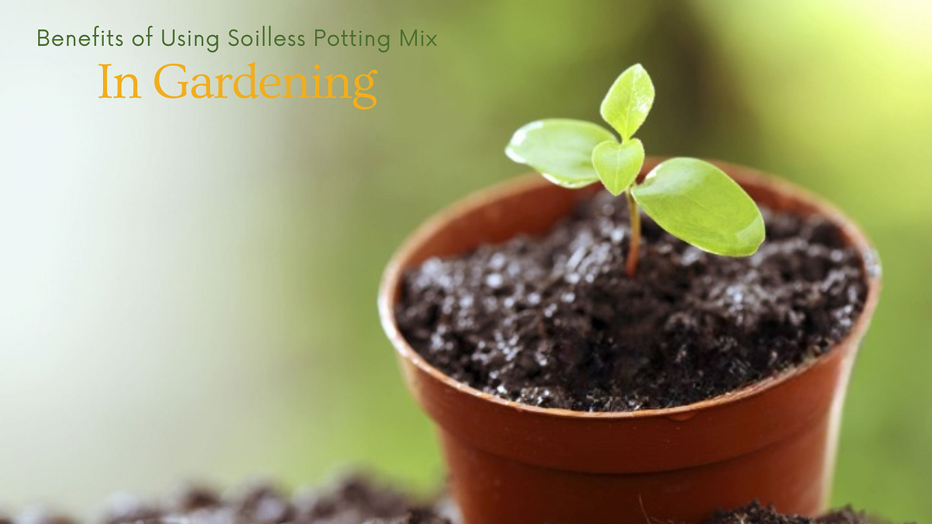Enhance Your Plant Growth: The Advantages of Potting Soil Mix | by Keltech Energies | Jul, 2024 ...