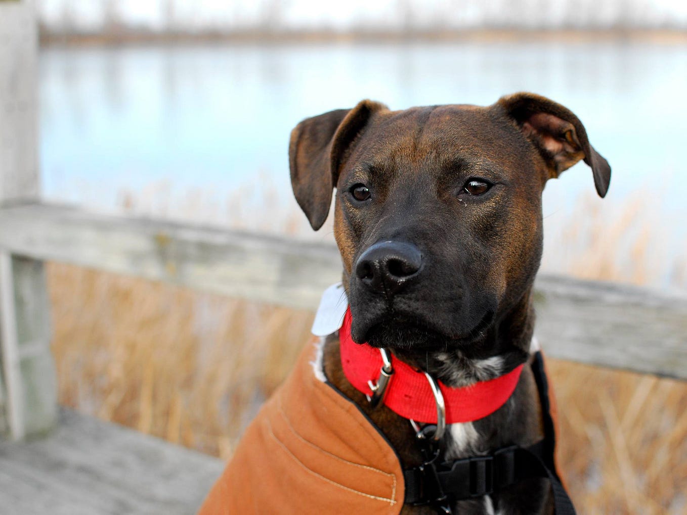 What exactly is a ‘pit bull?’. Hint: it isn’t a breed! | by Margo ...