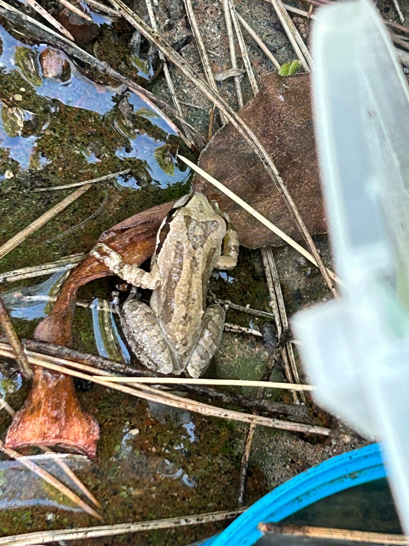 A Guerrilla Joins the Resistance. Sowing the seeds of restoration | by ...