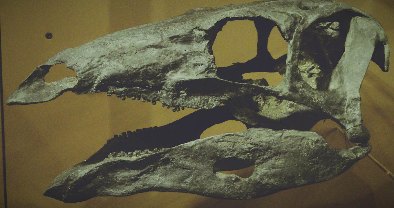 Barinasuchus: The Largest Terrestrial Predator of the Cenozoic | by ...