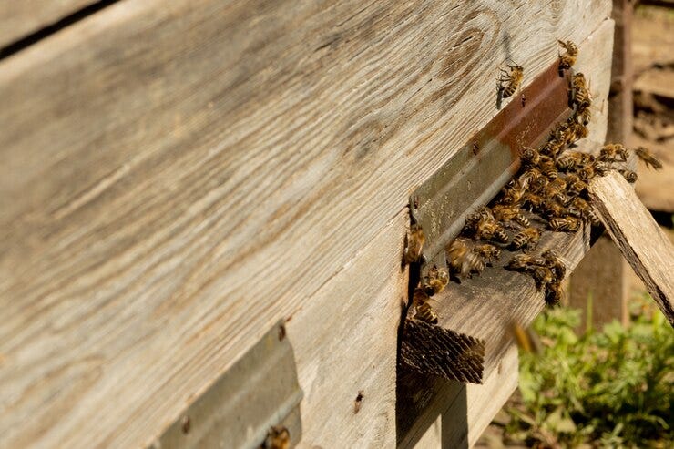 Dealing with Carpenter Bee Damage: A Comprehensive Guide | by ...