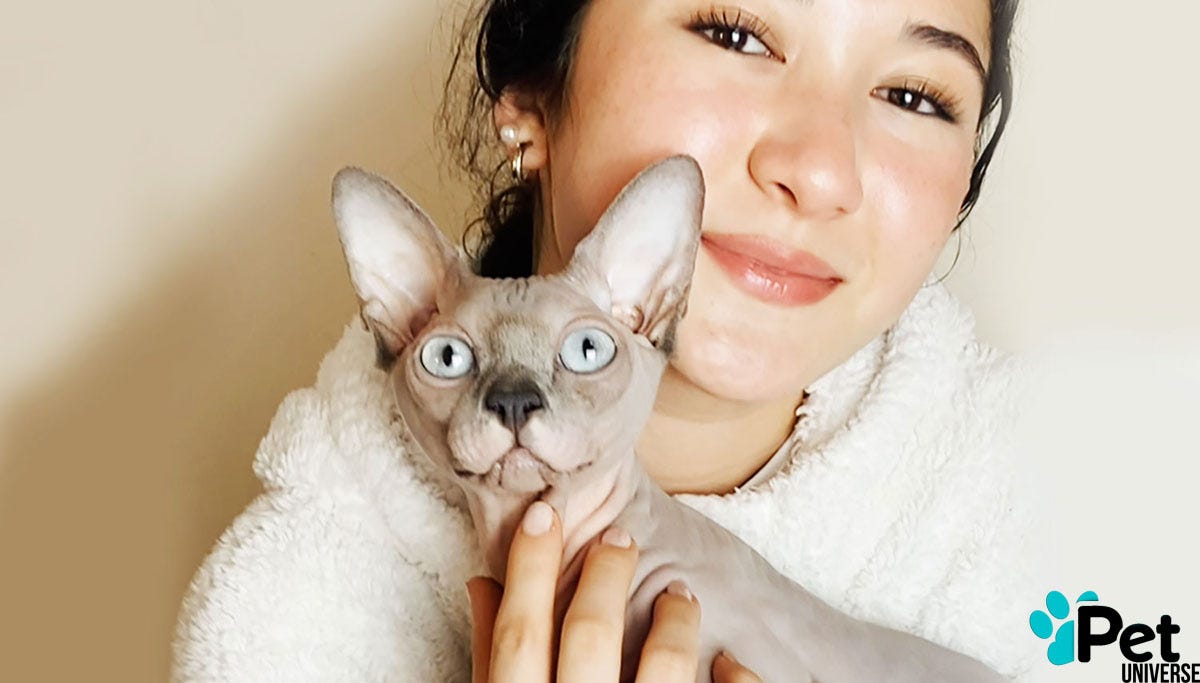 Tracing the Origins of Sphynx Cats: Unraveling Their Fascinating ...