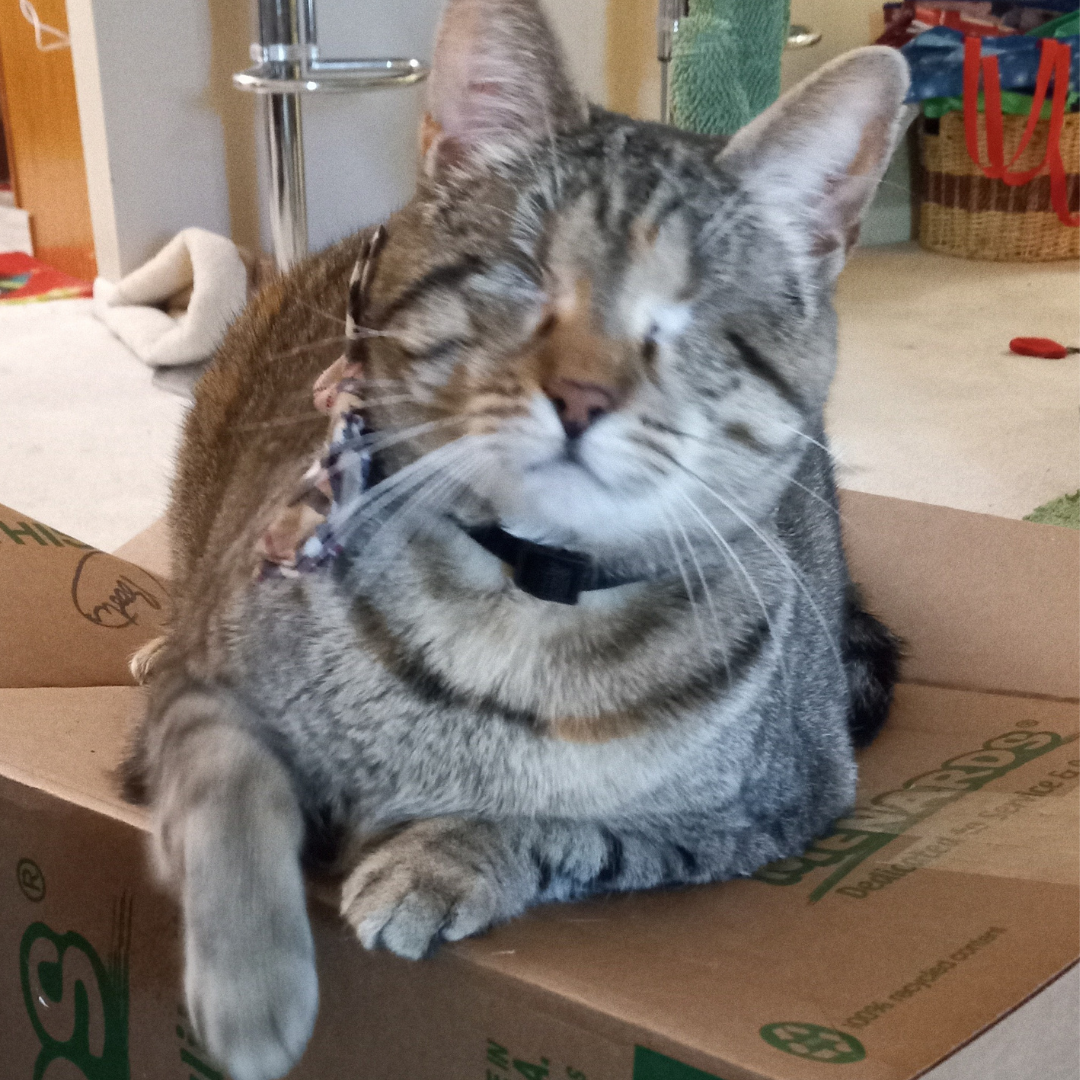 Midnight at The Emergency Vet. Don’t want to be a cautionary tail. | by ...