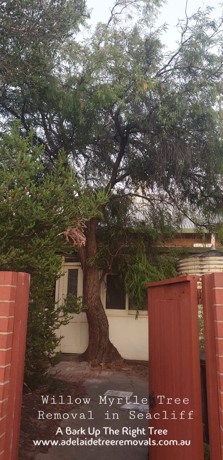 Best tree loppers Adelaide -A Bark up the Right Tree ...