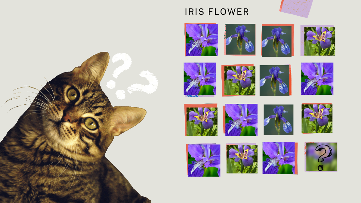 K Nearest Neighbors and implementation on Iris data set | by Venkata Sai Reddy Avuluri | Medium