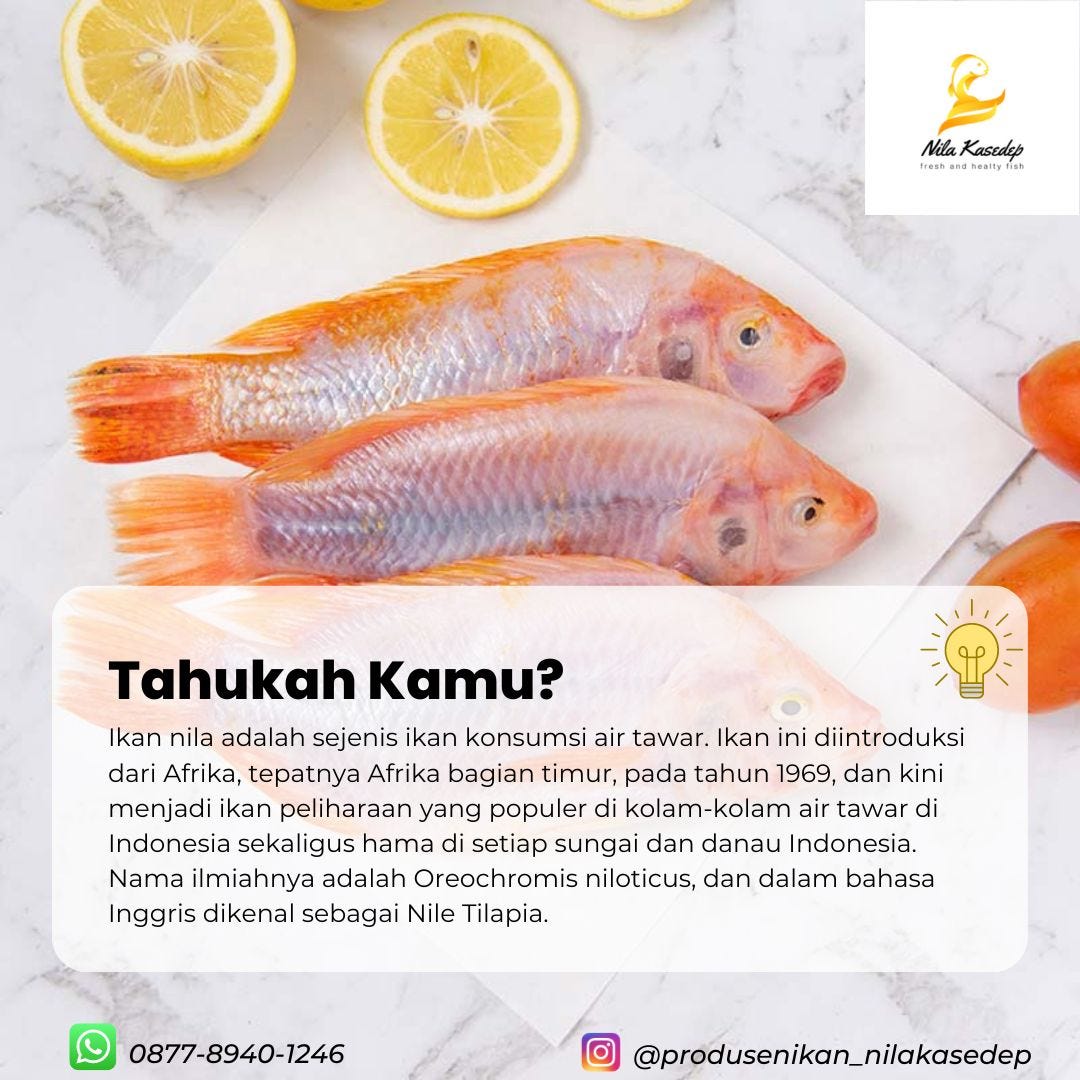 SOP IKAN NILA KHAS BOGOR! - Agen Ikan Nila Kasedep - Medium