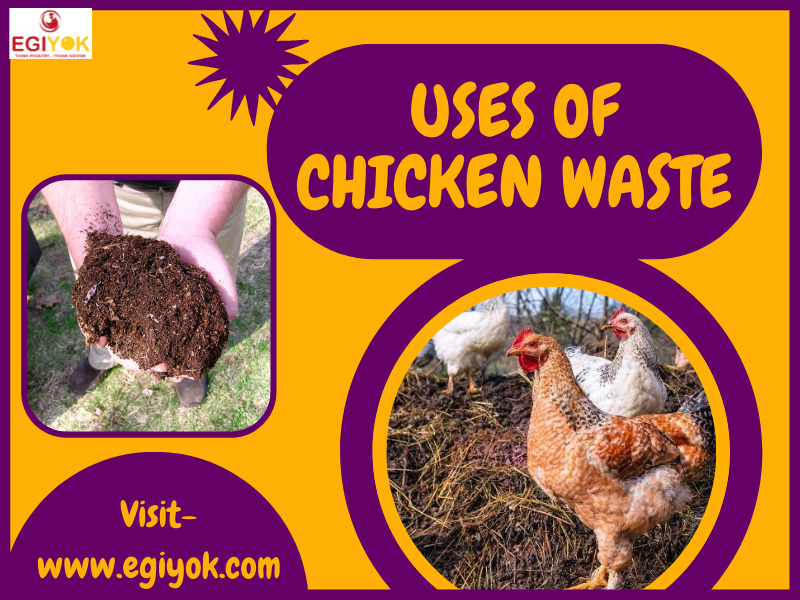 Advantages of KADAKNATH CHICKEN MEAT - Twinkle mehta - Medium