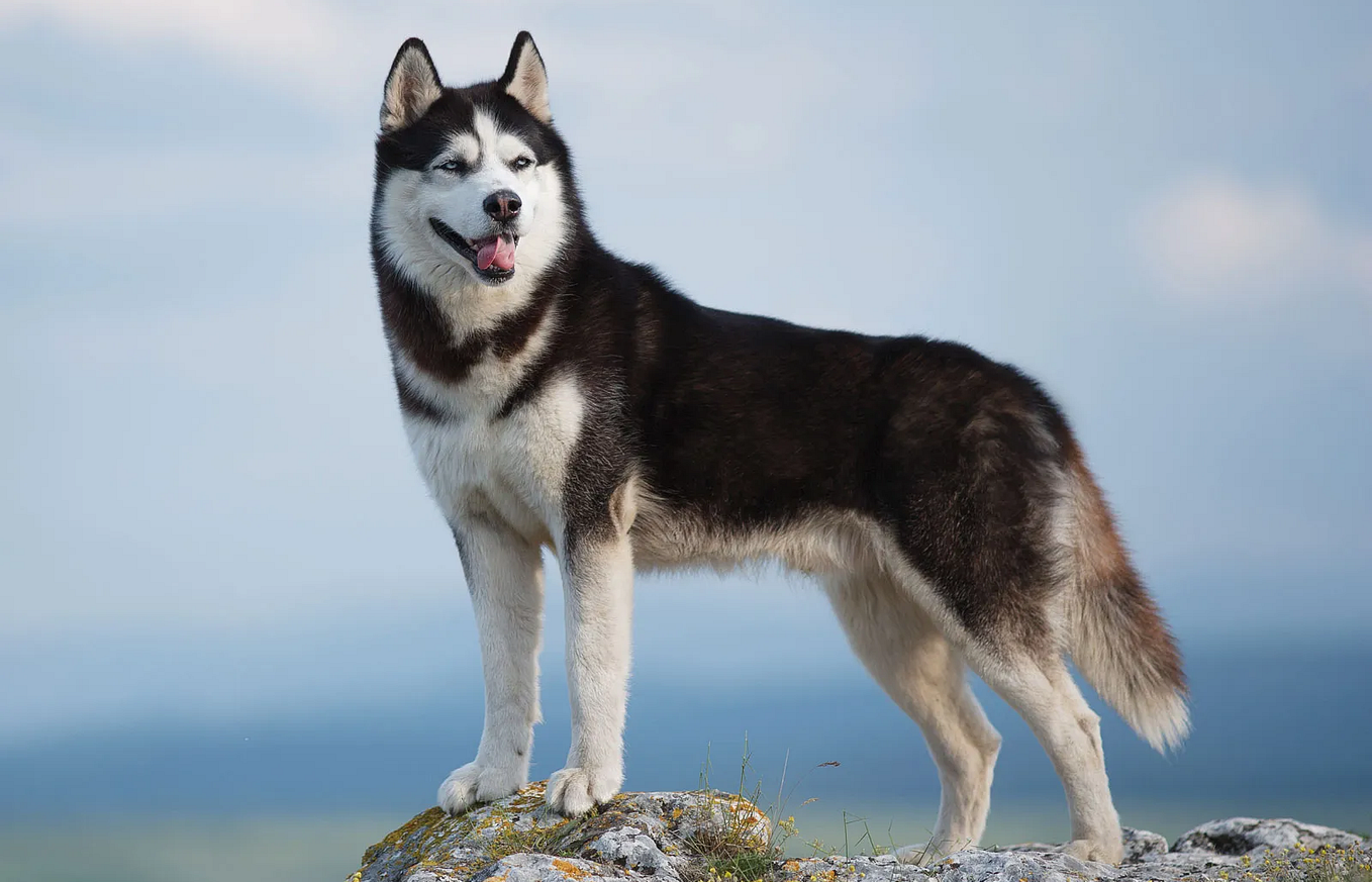 Git hooks setup using Husky. Add Git hooks to your next web… | by ...