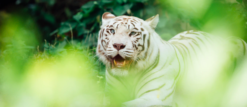 What is Tiger World and What Does it Strive to Do? | by Tiger World ...
