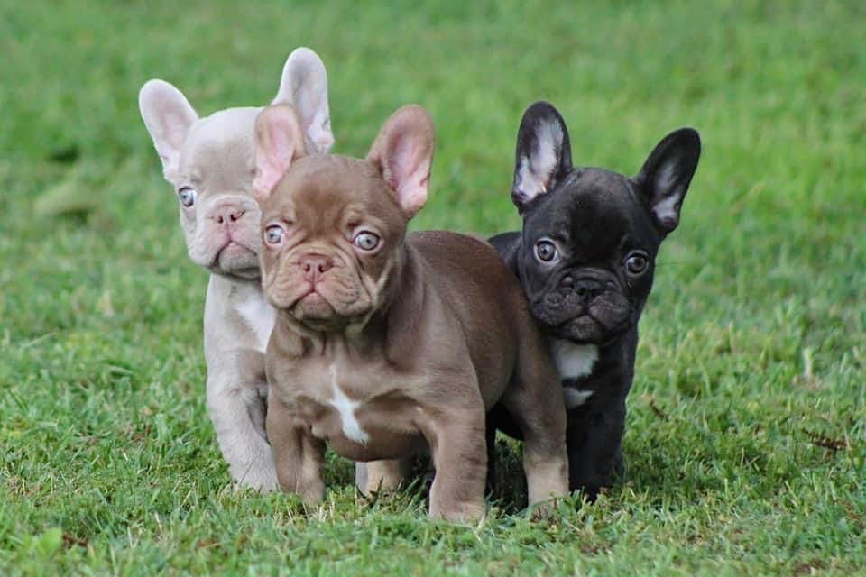 Future Science of Breeding French Bulldogs | by FrenchBulldog.com | May ...