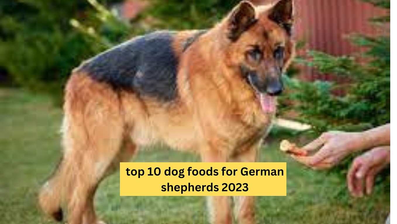 What the Heckin’ Dog: Unraveling the Playful Internet Phrase” | by Ali Husnain khan langah | Sep ...