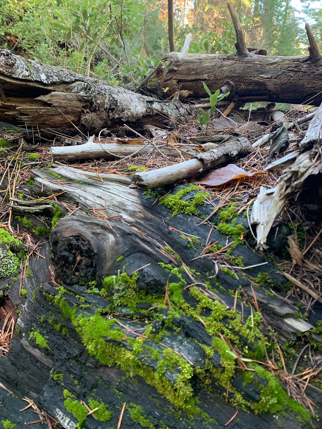 Forgotten Giants of the Sierra. What does an undisturbed forest in the ...