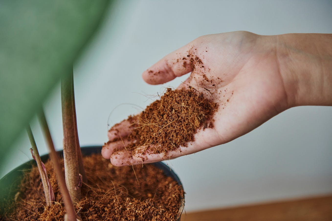 Complete Guide to Growing Vegetables in Coco Coir: Tips and Tricks | by ...