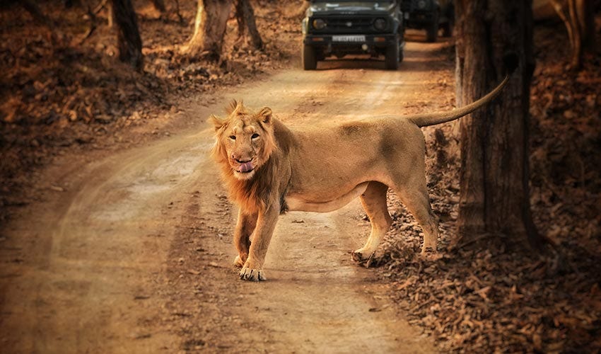Gir National park Trip Report | Birdwatching Trip In Sasan Gir | by ...