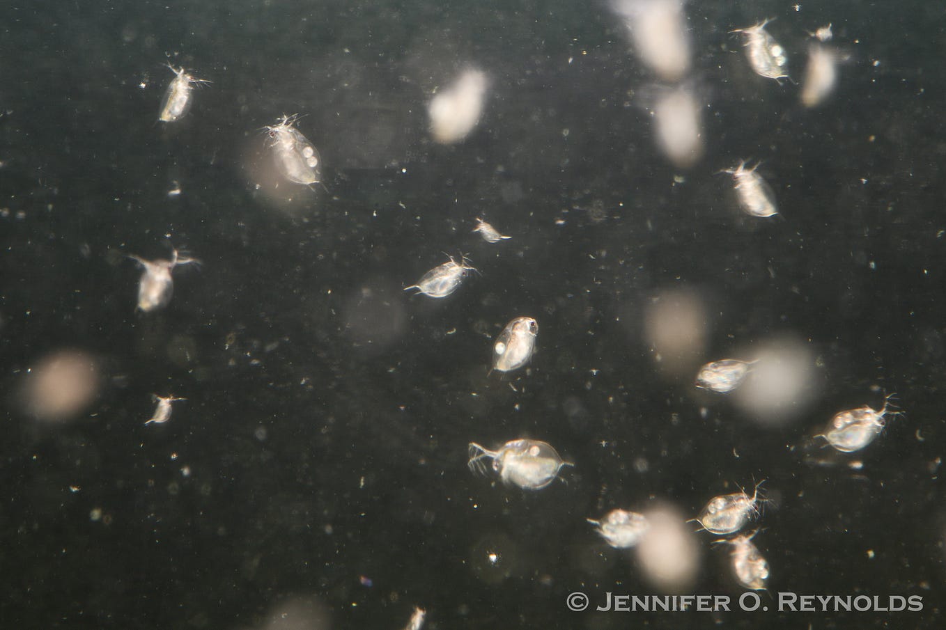 Fighting Internal Fish Parasites: Capillaria and Camallanus Worms | by ...