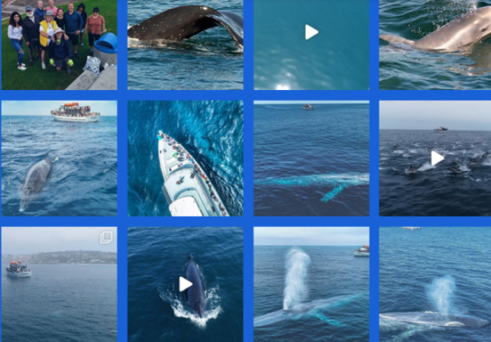Whale Watching Tours in San Diego: A Marine Adventure! | by ...