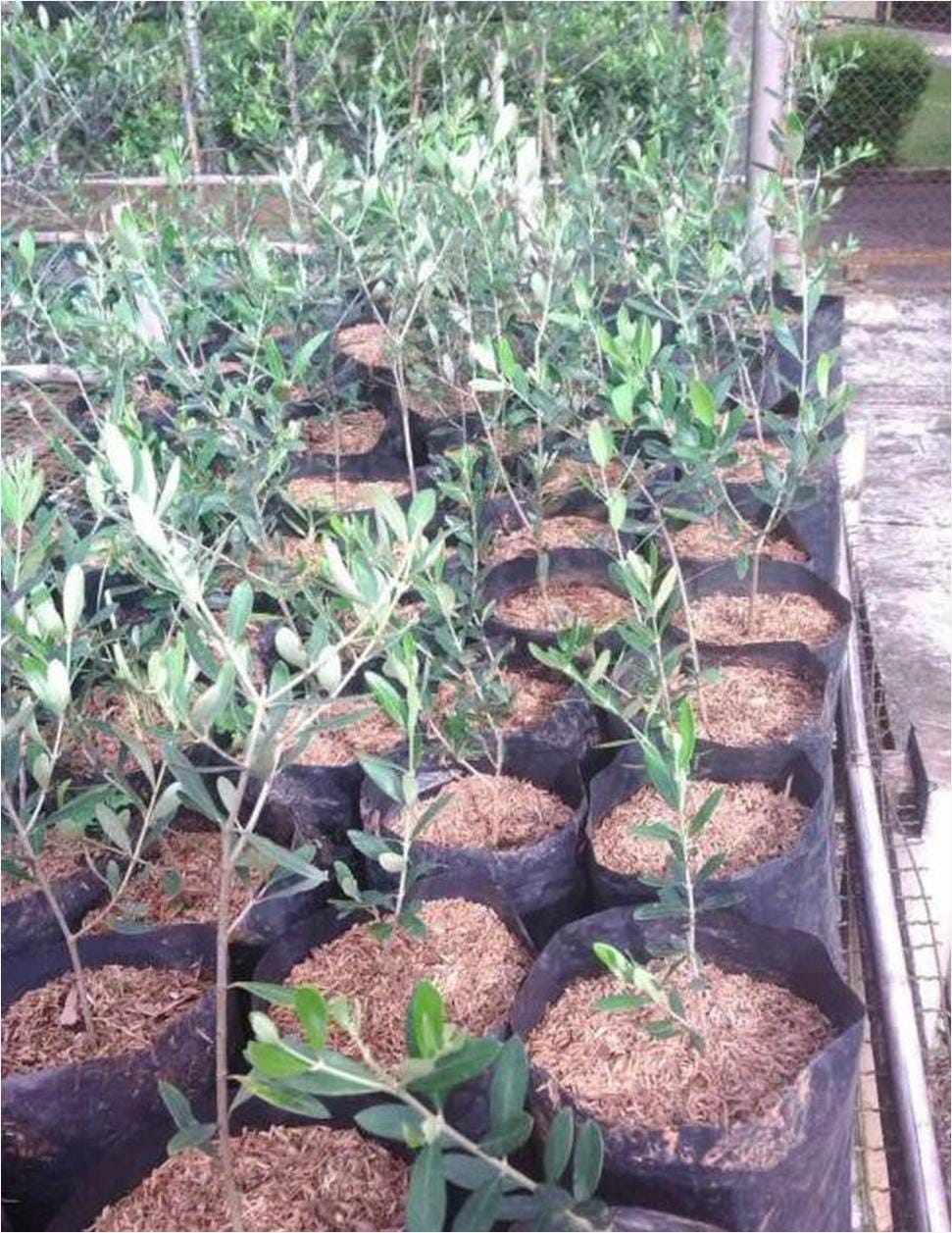 Bibit Namnam Pohon Nam Tanaman Buah Nam-Nam Langka Unik Kota Depok ...