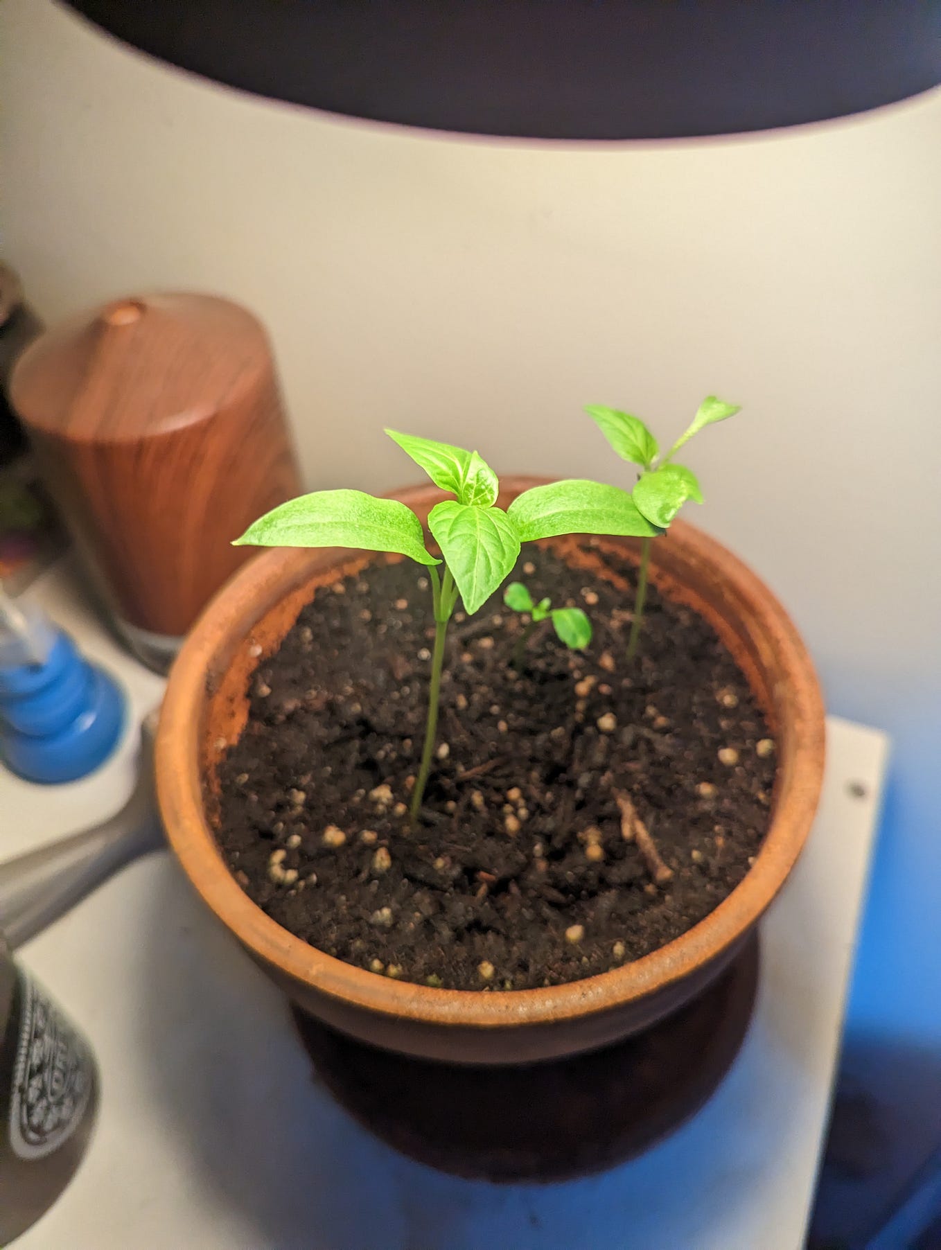 Bell Pepper Plant — Week Six. This week we had a big move!! I had to ...