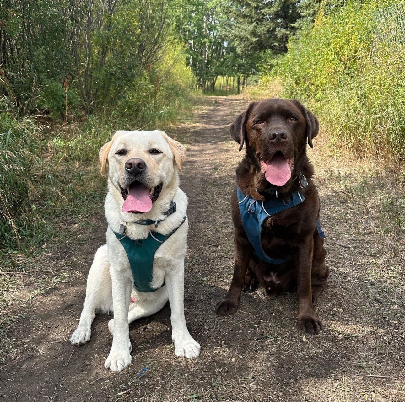 Why Owning Two Labradors is a Complete Game-Changer | by Labradors And ...