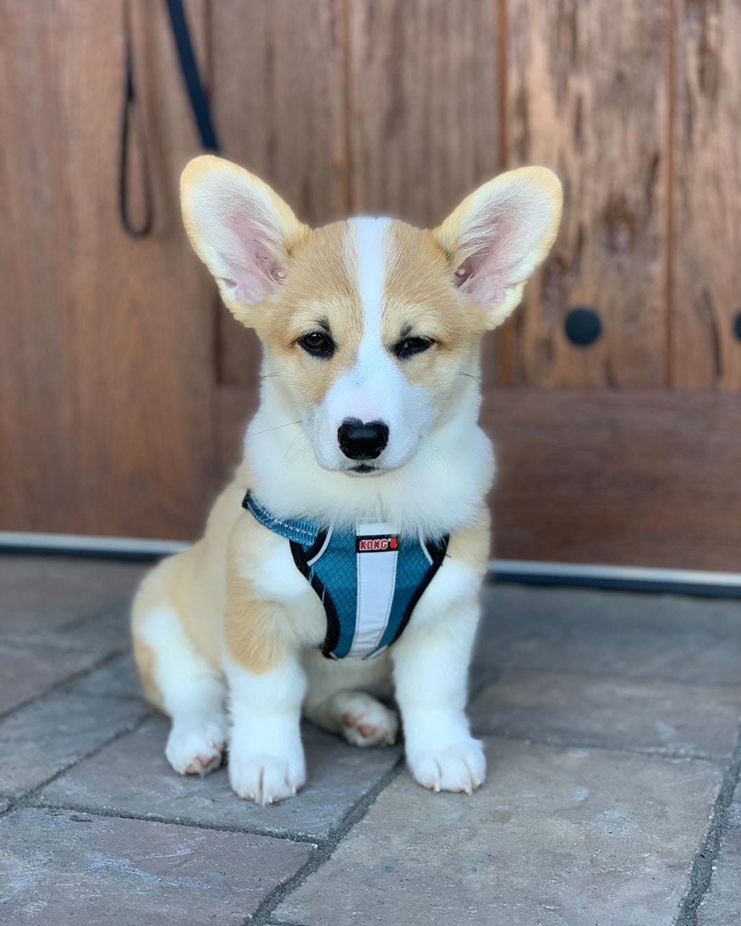 Interesting facts about Corgi puppies | by Downtown Corgi Pups | Medium