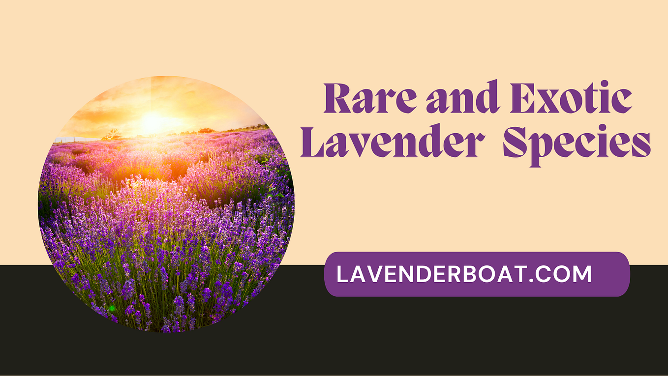 How to Make your Own Lavender Potpourri. | Medium