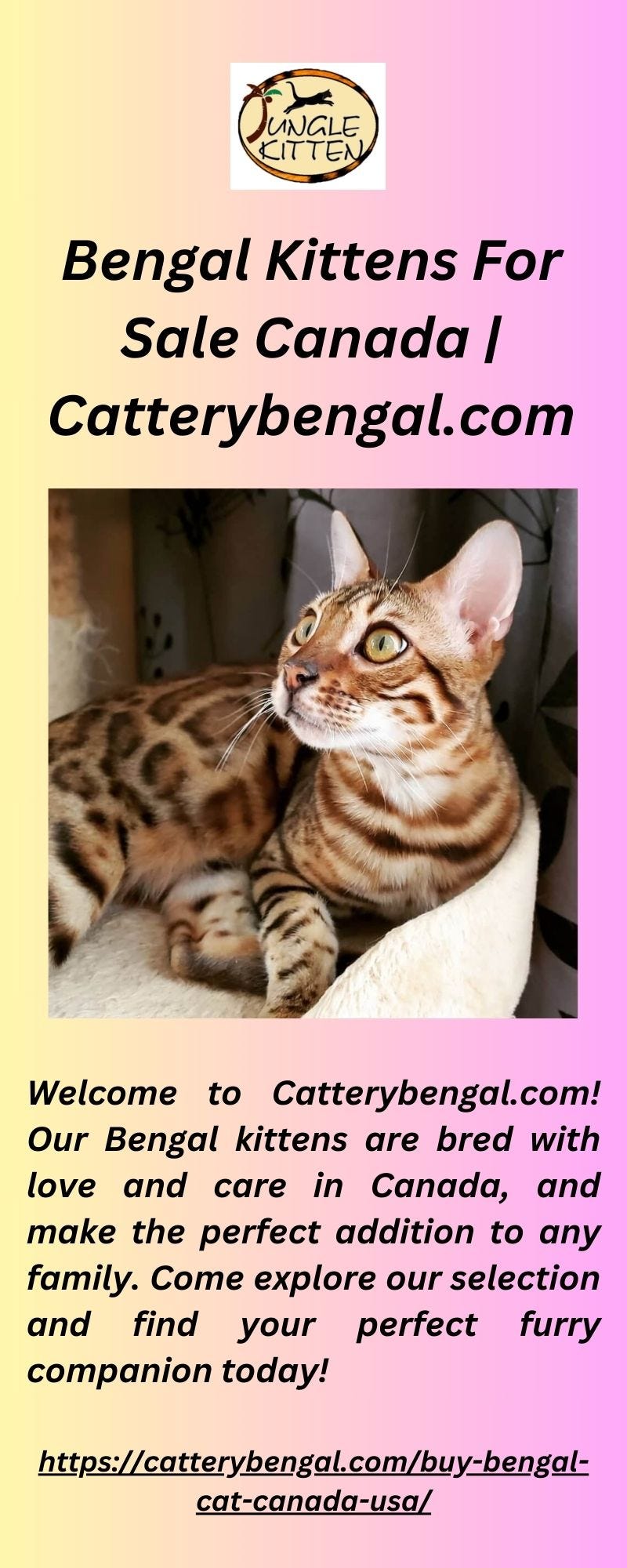 Adopt Your Bengal Jungle Kitten in Toronto — Jungle Kitten Cattery | by ...