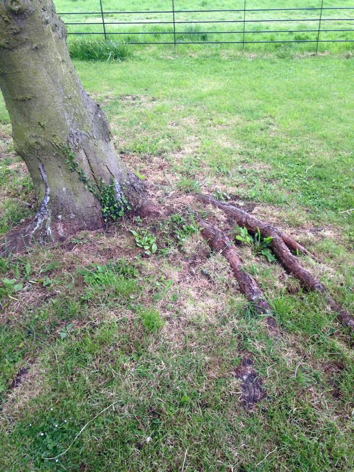 Stump Removal Hertfordshire. Are you planning for the Stump Removal ...