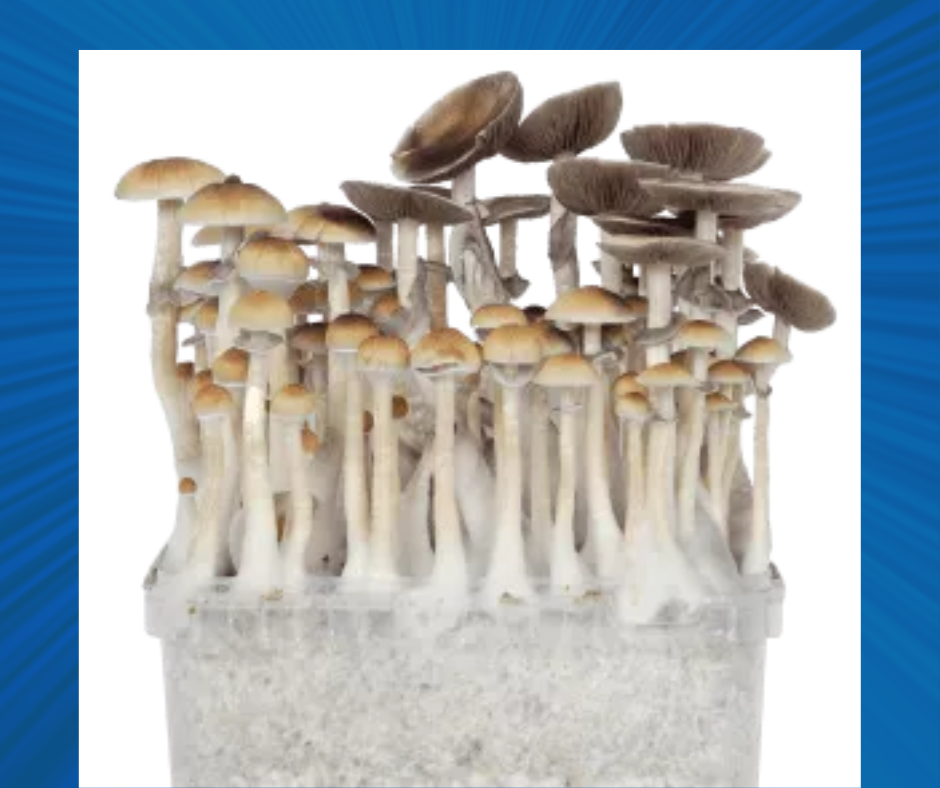 Exploring the Benefits of Microdosing Psilocybin with Wholecelium | by ...