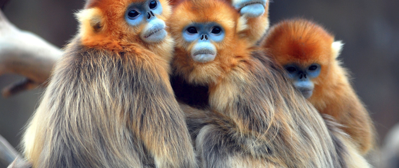 Tutorial: How to create a CLI tool in Golang | by Andrew Davis Escalona | Level Up Coding