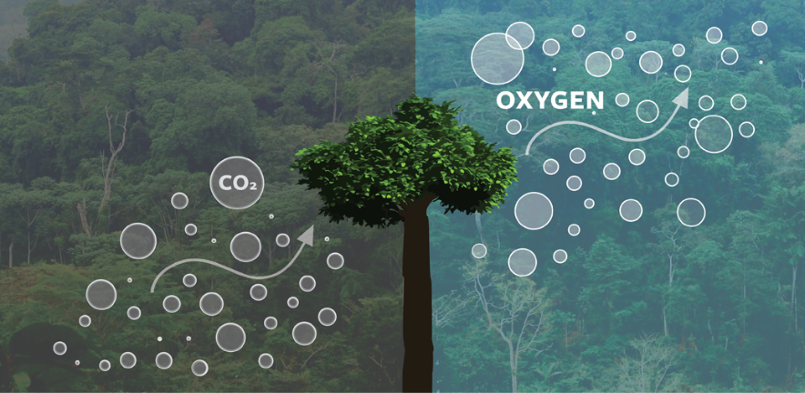 10 reasons forests are so important | by Stand For Trees | Medium