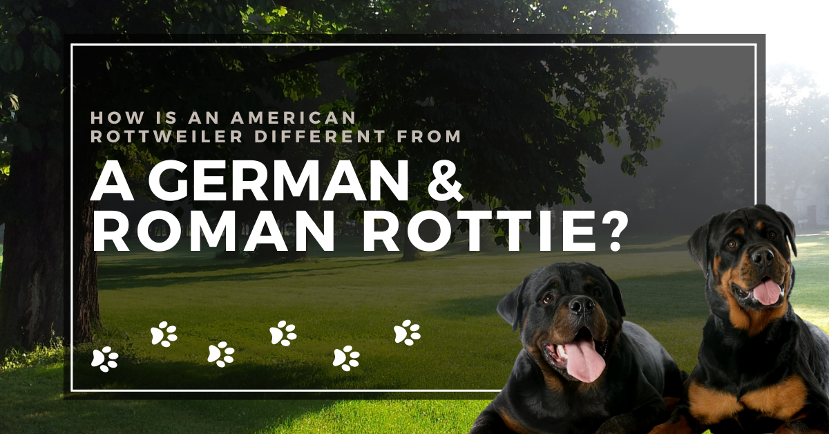 How To Socialize A Rottweiler Puppy? The Ideal Ways - Vom Hause Stan ...
