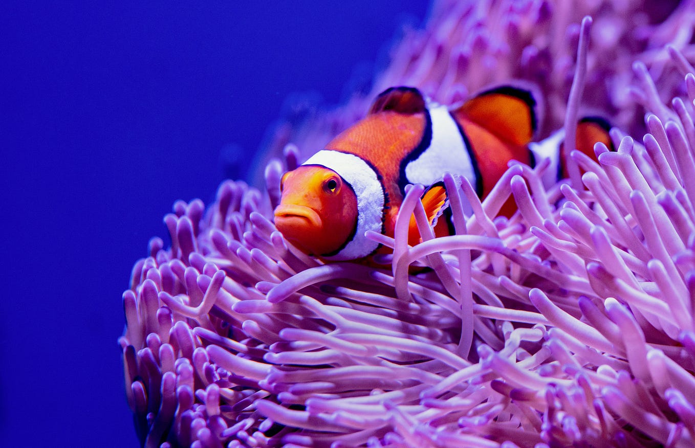 Clownfish Fry