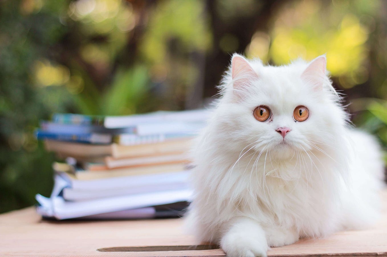 Persian Cat price Chennai - mrnmrspet - Medium