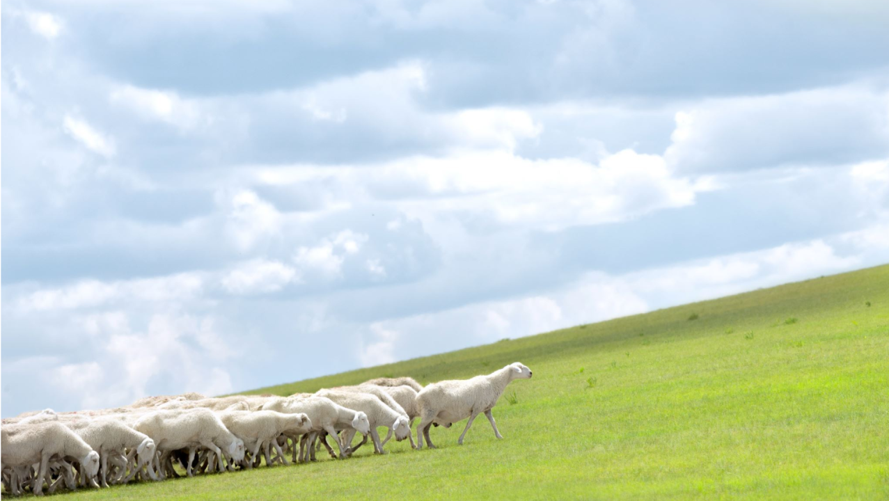 HOW BIASES IN STUDY DESIGNS MAKING CURRENT FARM ANIMAL WELFARE RESEARCH ...