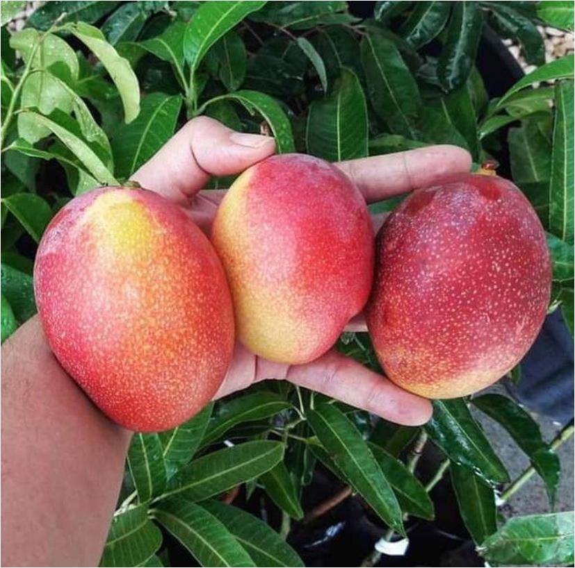Bibit Mangga Mahatir Cianjur | by yuni kamboja | Medium