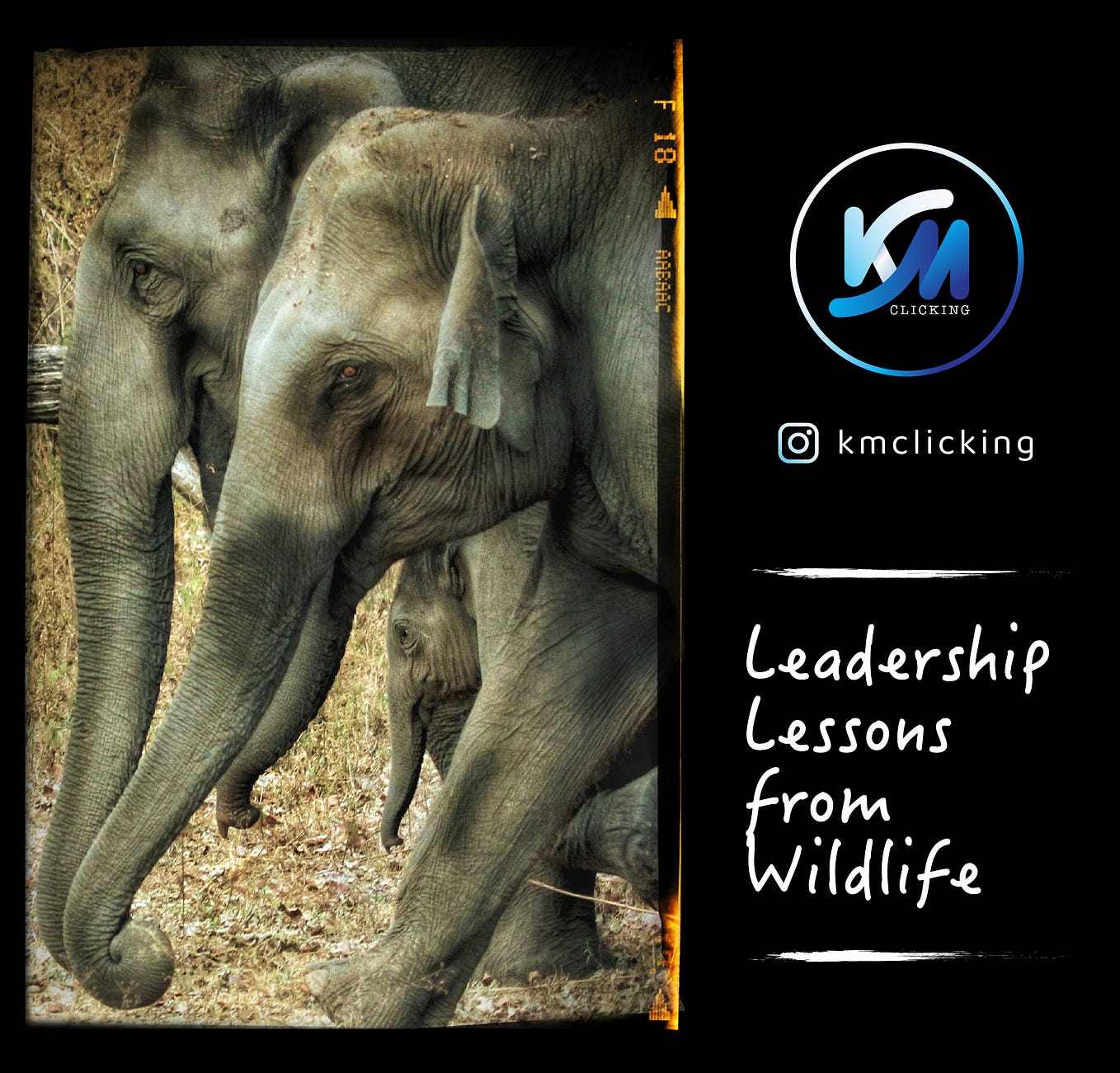 Roaring Leadership: Embracing Your Inner Tiger in the Corporate Jungle ...