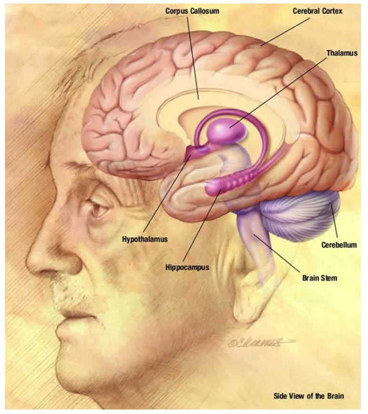 Modern Hopfield network and associative memory | by Farshad Noravesh ...