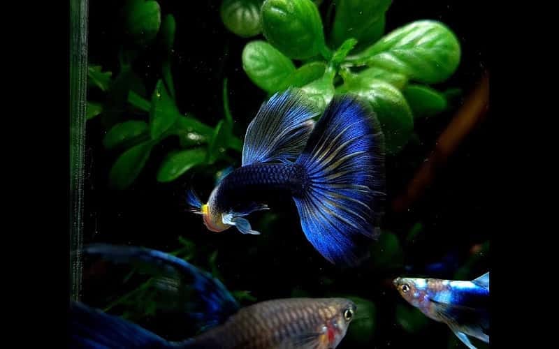 Unlocking the Secrets of Blue Moscow Guppies: A Deep Dive into Aquatic ...