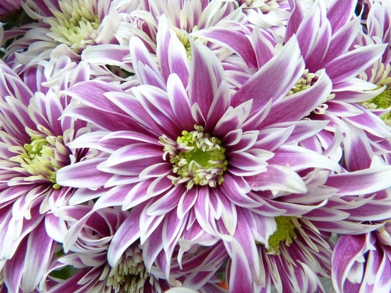 history of purple. Purple has always been a very important… | by Karen ...