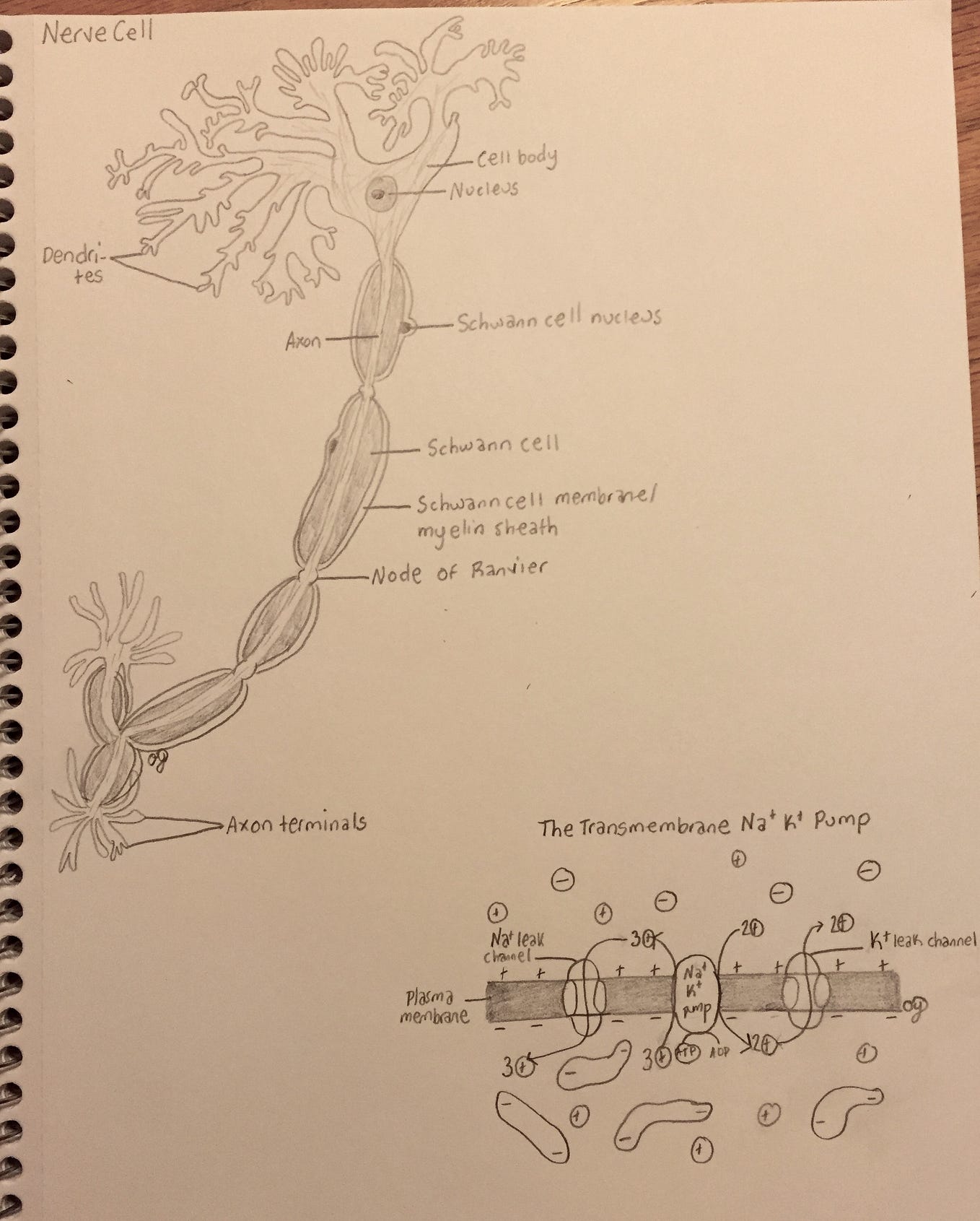 Medical Illustration- The Femur Bone | by Olivia Yale | Medium