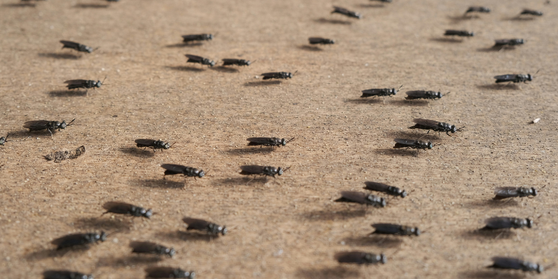 Inside insect farming. Dr Gesa Reiss, our Smart Agri-Systems… | by ...