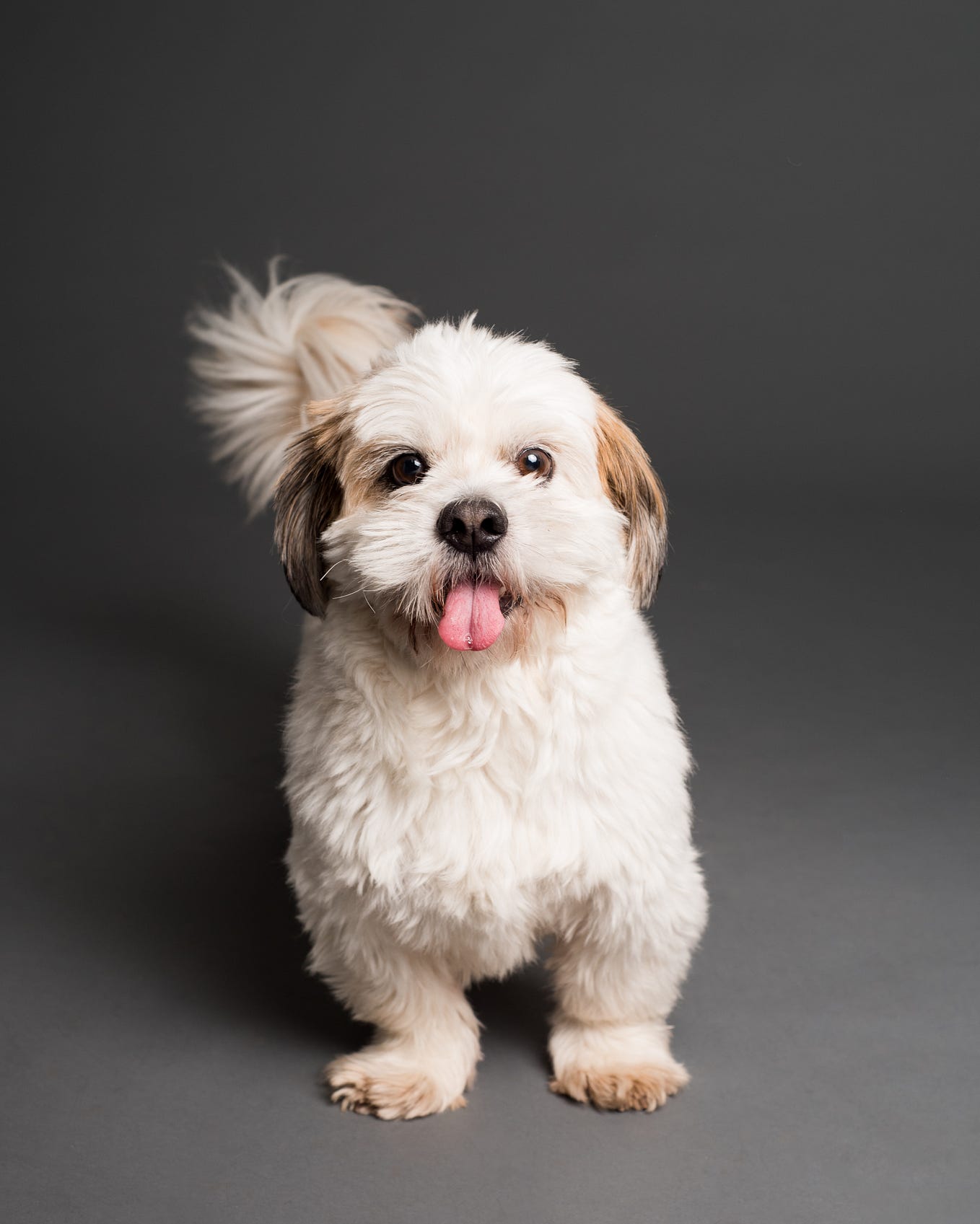 [NEW] Dog Training : How to Completely Train Your Dog | by DOG BRAIN ...