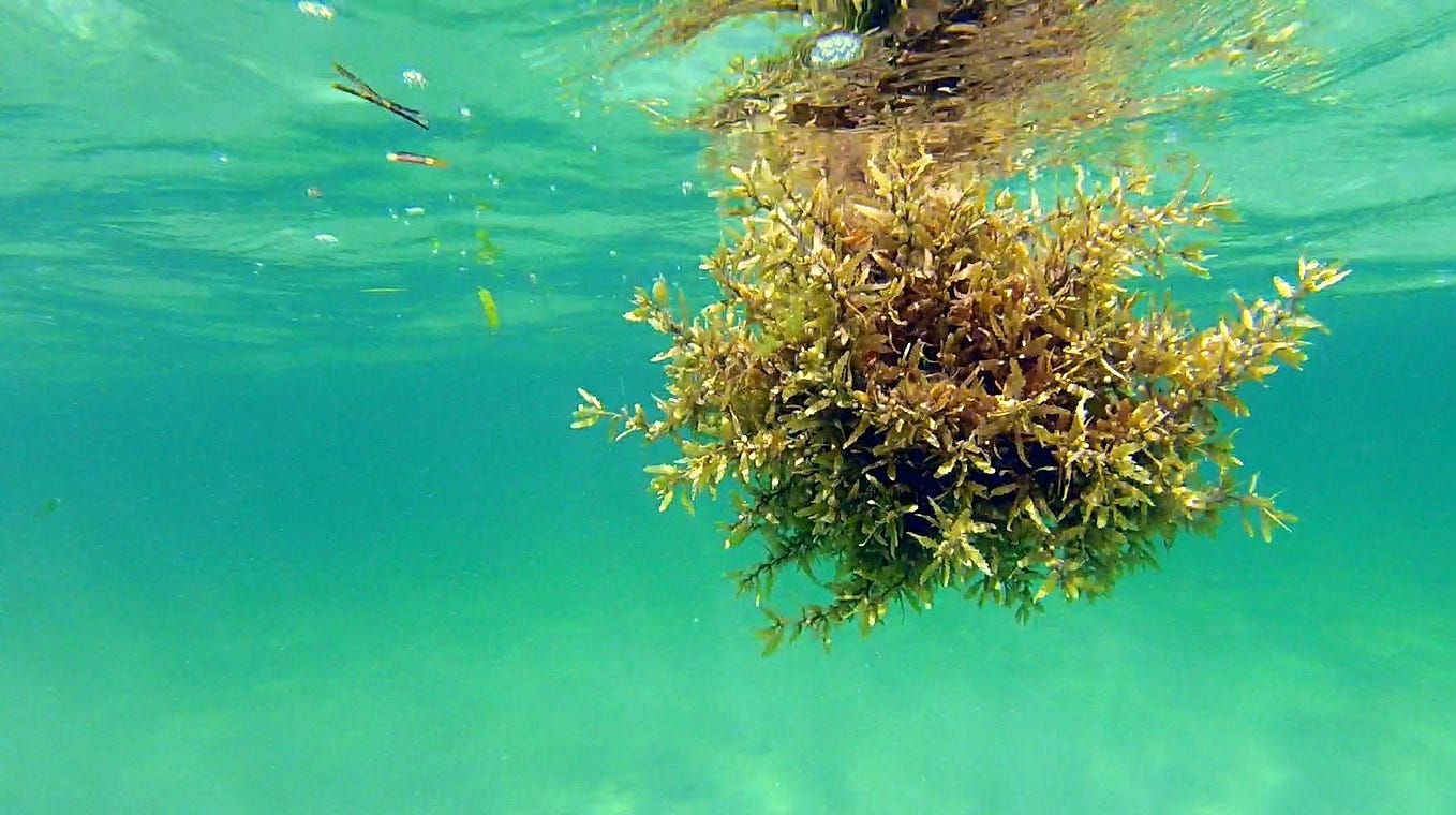 Red Algae Revelations — Day 7. Meet the sculptors of coral reefs | by ...