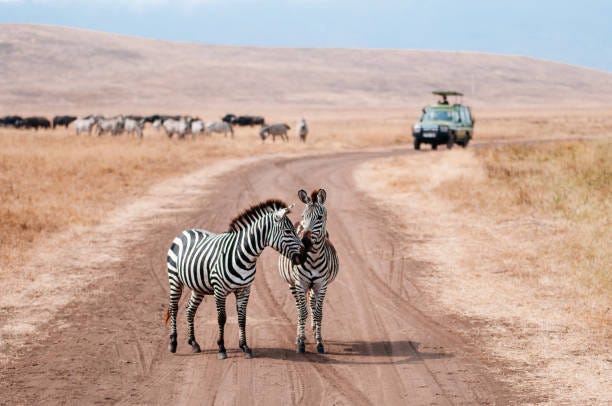 Kilimanjaro Song “jambo Bwana” Meaning And Lyrics Africalife Tours