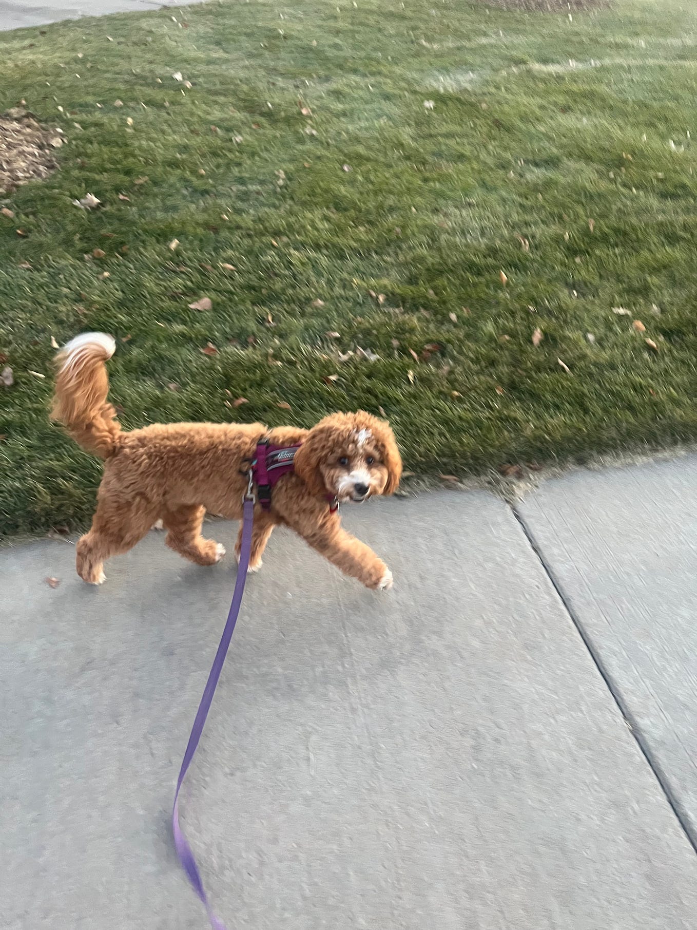 The Beautiful Stages of Your Dog’s Life | by Get Sit Done Dogs | Medium