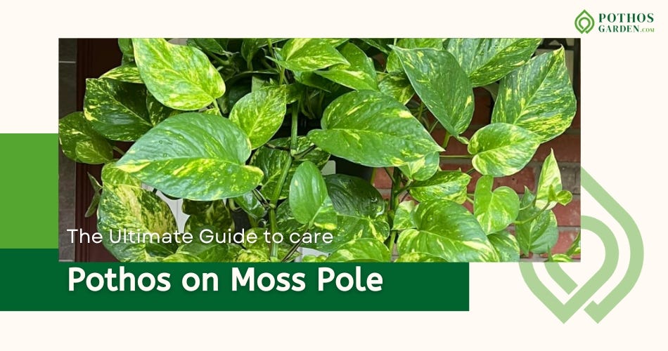 Marble Queen Pothos. Overview of Marble Queen Pothos | by Mona craig ...