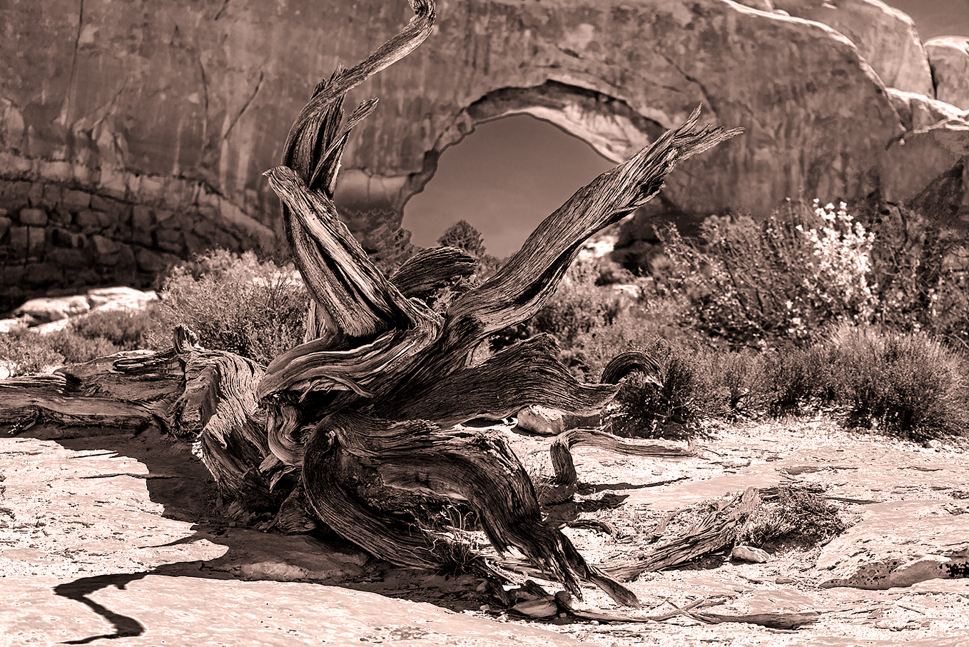 The Wicked Witch Without N Within | by Aparna | Scribe