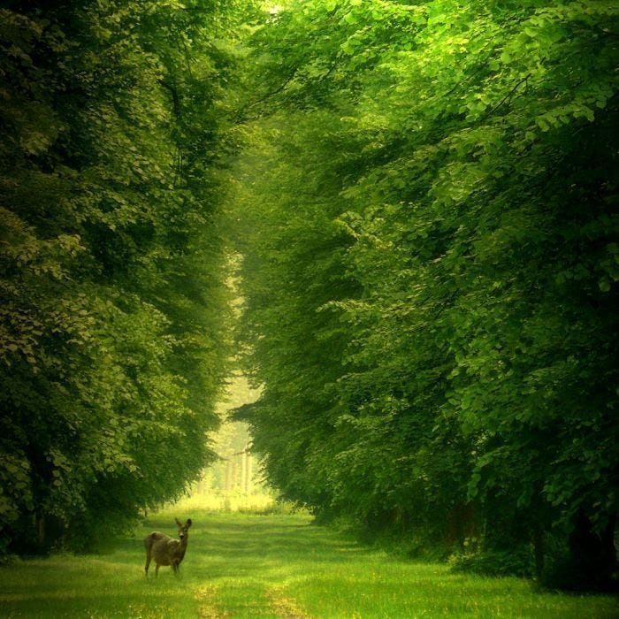 Jesus Battled Anxiety. Following Jesus’ example when facing… | by Ethan ...